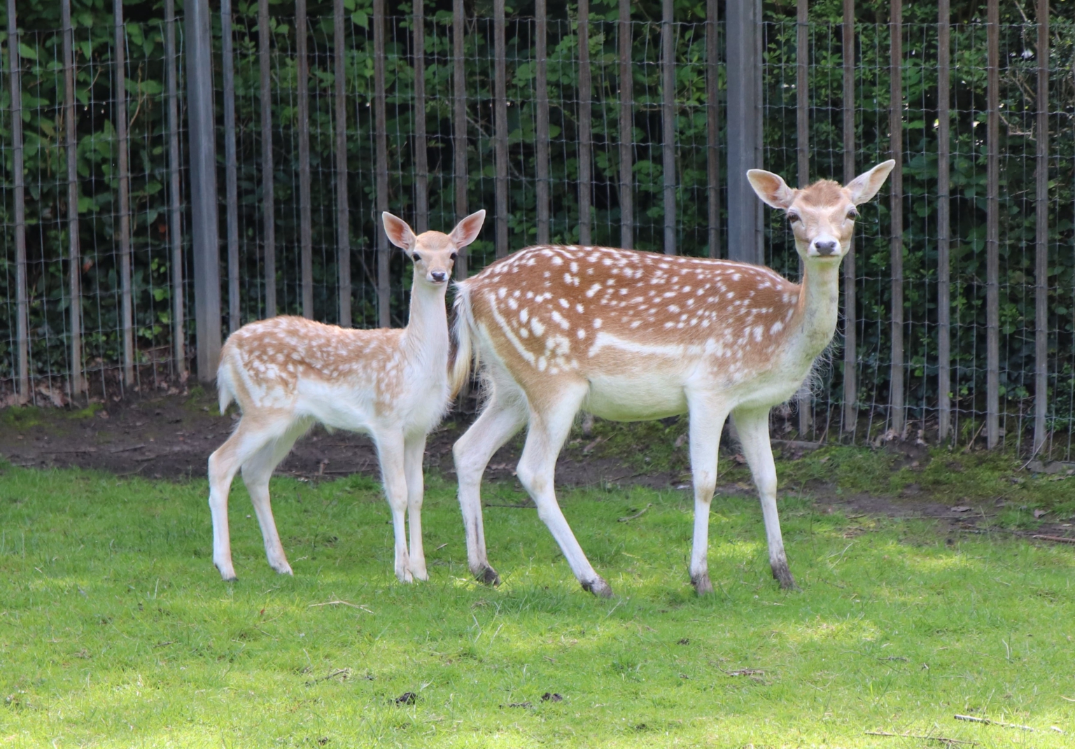Damherten – Kiboe-hoeve