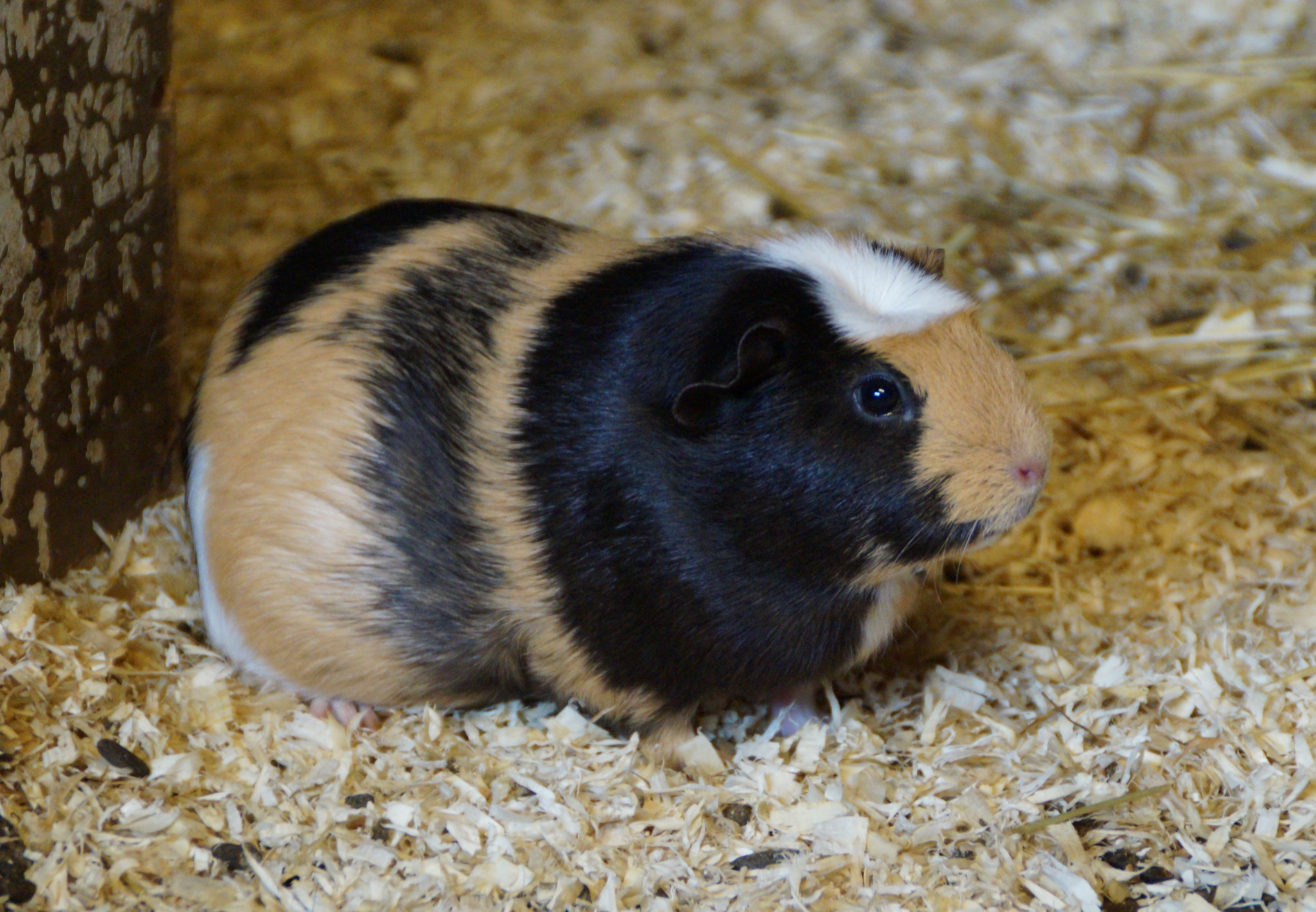 Cavia’s – Kiboe-hoeve