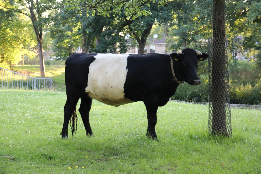 Koeien – Kiboe-hoeve